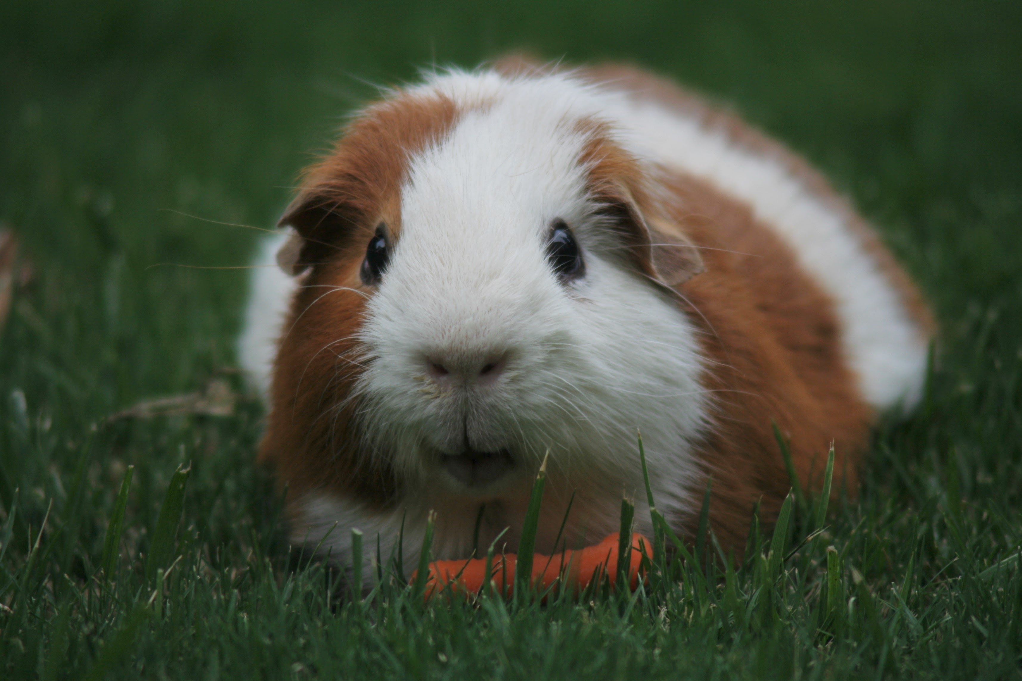 Waarom cavia’s ongelukkig zijn in hun eentje | Beestig