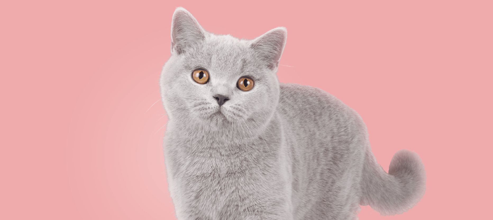 8 kattenrassen die je binnen kan houden | Beestig.be
