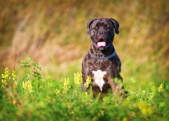 Top 9 grote hondenrassen | Beestig.be