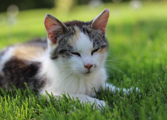 Kattengras? Mag mijn kat dan gras eten? | Beestig.be