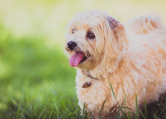 De Maltezer is ieders vriend, welkom in de levendige wereld van dit ...