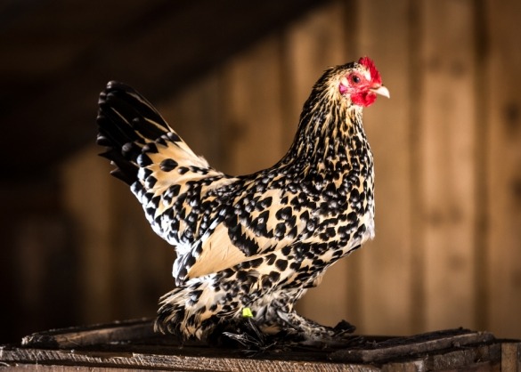 De chabo: een kleine Japanse sierkip